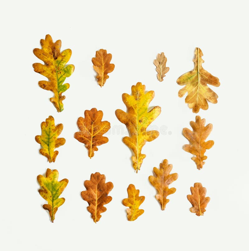 Autumn Oak Leaves Pattern on White Background Stock Photo - Image of ...