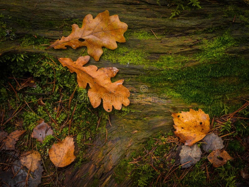 Autumn Oak Leaves on Timber Stock Image - Image of golden, timber: 37483695