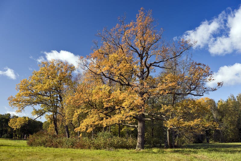 Autumn oak tree stock image. Image of fall, sunny, golden - 27754653