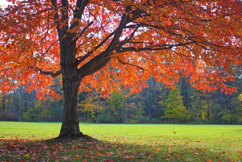 Autumn oak tree stock image. Image of autumn, lawn, landscape - 7990205