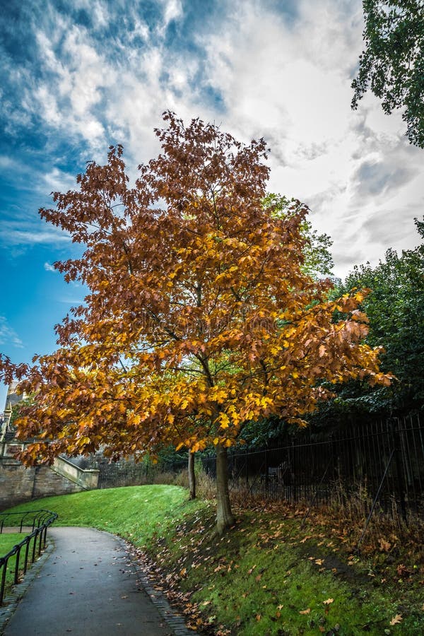 Autumn Oak Tree stock image. Image of tree, shrub, quercus - 46196525