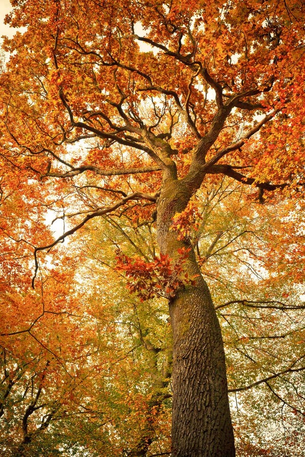 Autumn Oak Tree in the Forest Stock Image - Image of scenics, color ...