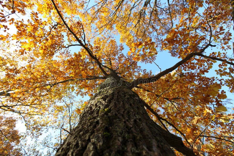 Autumn oak tree stock image. Image of forest, beautiful - 43895641