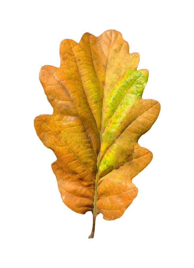 Autumn oak tree leaf stock photo. Image of foliage, tree - 231711806