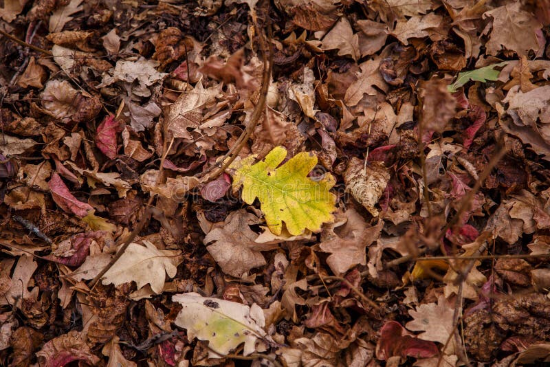 Autumn Oak Tree Leaves Cover on the Ground. Stock Image - Image of ...