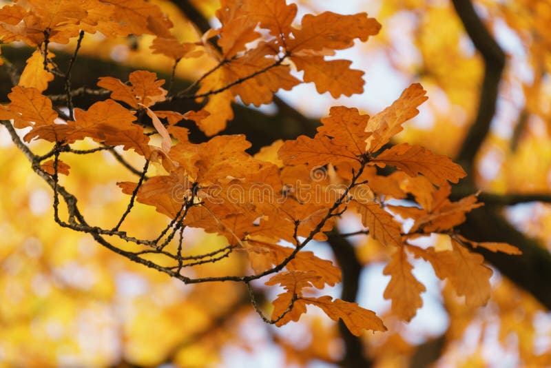 Autumn Oak Tree with Orange Leaves, Stock Photo - Image of hardwood ...