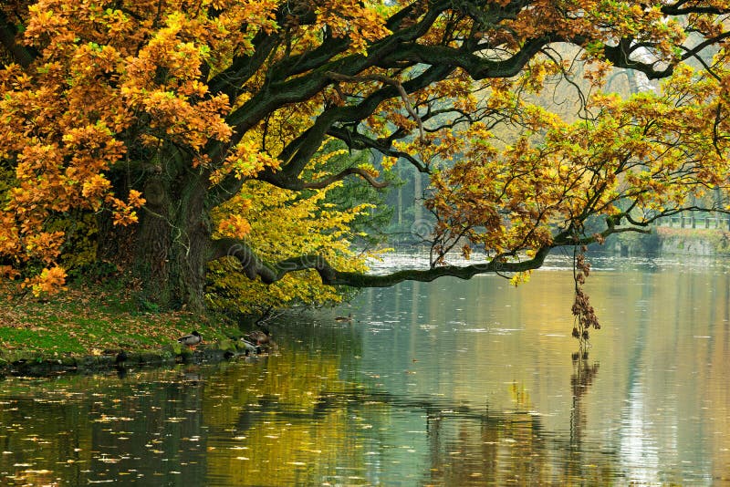 The Autumn Oak Tree Over Water of Pond Stock Image - Image of lake ...