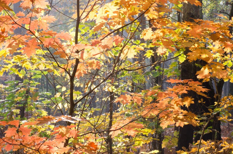 Autumn oak trees stock photo. Image of autumn, botany - 45546626