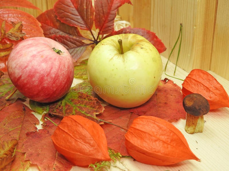 Autumn Objects Abstract Composition Stock Image - Image of fall, green ...