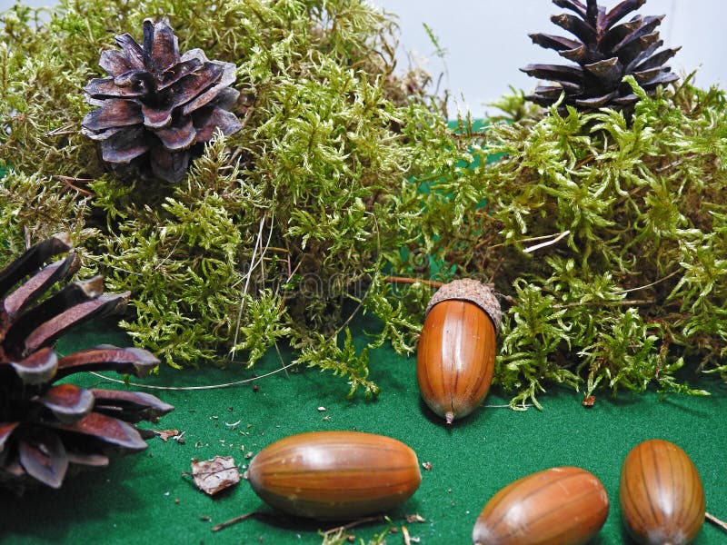 Autumn objects composition stock image. Image of composition - 77877383