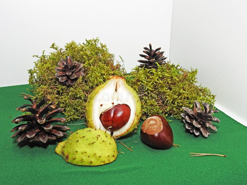 Autumn objects composition stock photo. Image of grass - 77877646