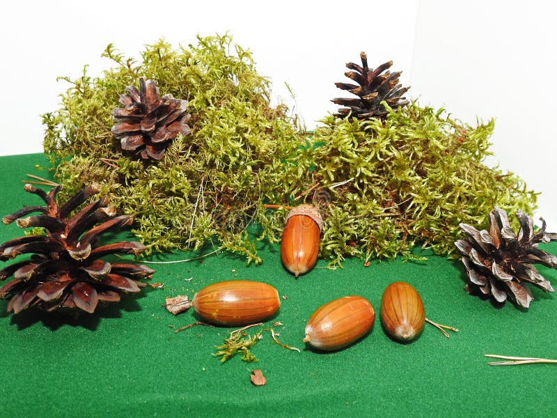 Autumn objects composition stock photo. Image of moss - 77877678