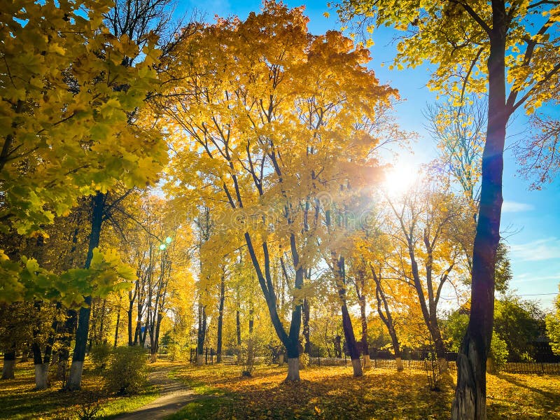 October Forest in the Reserve! Stock Image - Image of deciduous ...