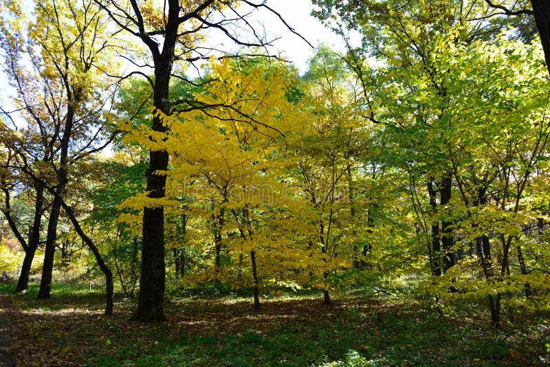 Autumn in October stock image. Image of birch, color - 130477311
