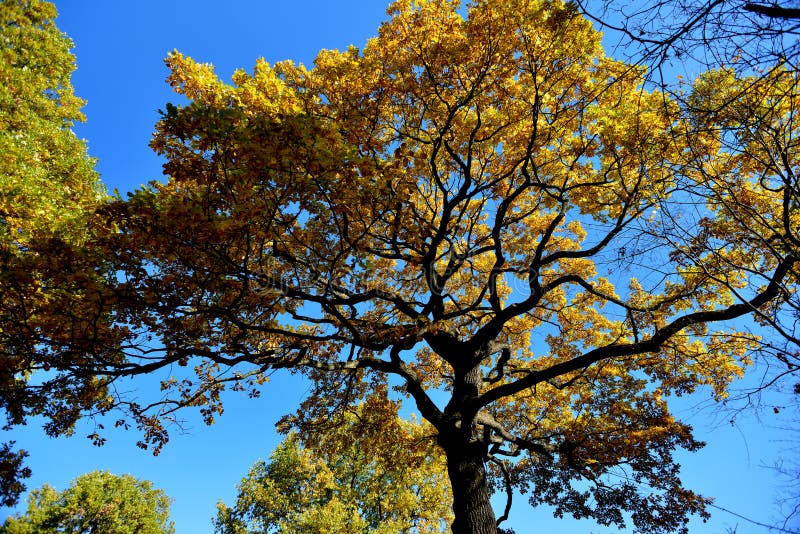 Autumn in October stock photo. Image of natural, view - 130477850