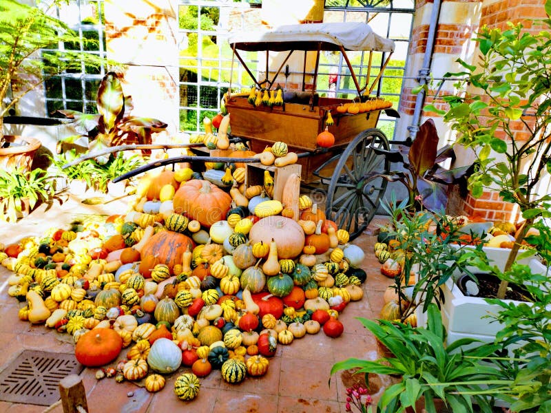 October pumpkin stock photo. Image of season, hand, knife - 78840486