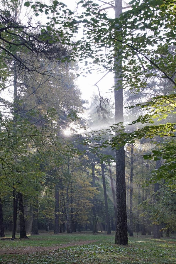 Autumn. October. Sunny Morning in the Pine Forest Stock Photo - Image ...