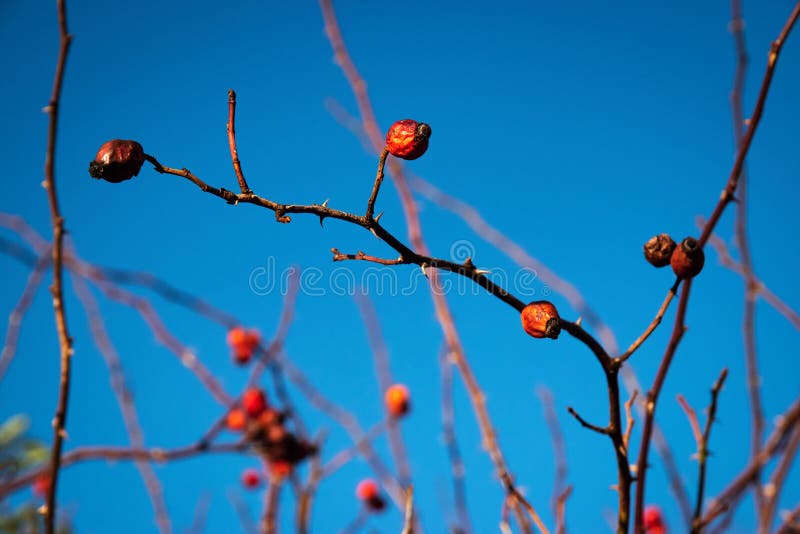 Autumn old red rose fruit stock image. Image of autumn - 131016571