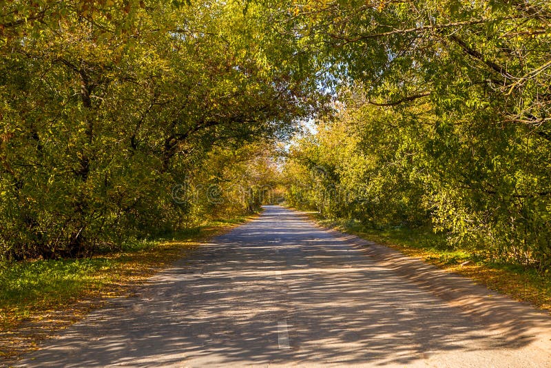 Autumn Old Road, Arch of Trees, Branches and Leaves Stock Image - Image ...