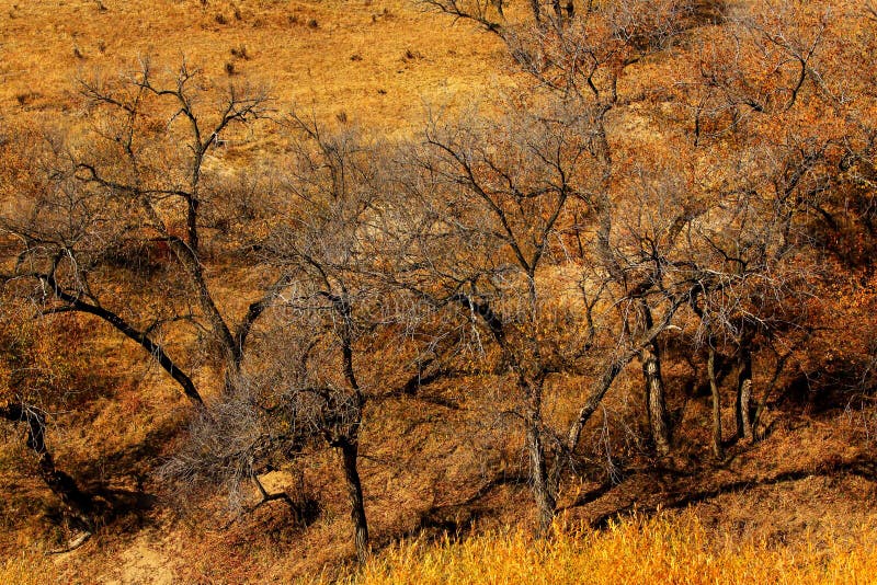 Autumn Old Trees in Forest Look Amazing and Beautiful Stock Photo ...