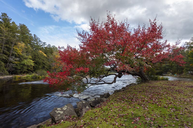 Autumn in Ontario stock image. Image of bark, beauty - 160070415
