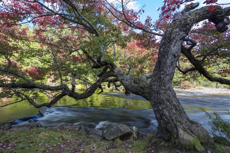 Autumn in Ontario stock photo. Image of bright, bark - 160070506