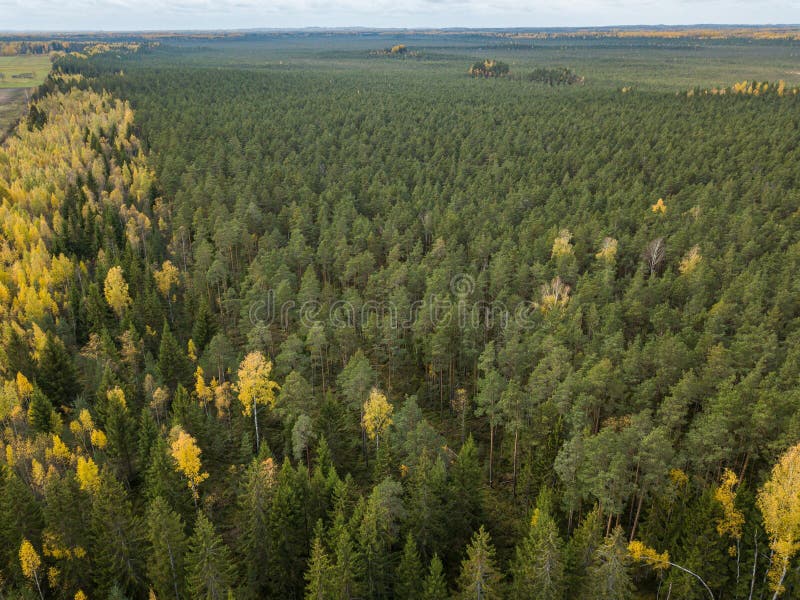 Autumn Orange and Green Colored Leaf Tree Forest from Above. Drone ...