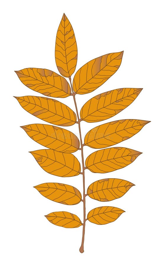 Orange Leaf Icon Vector Sign and Symbol Isolated on White Background ...