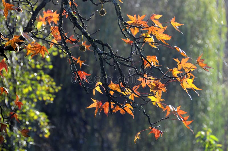 Autumn orange leaves stock photo. Image of close, background - 68099092