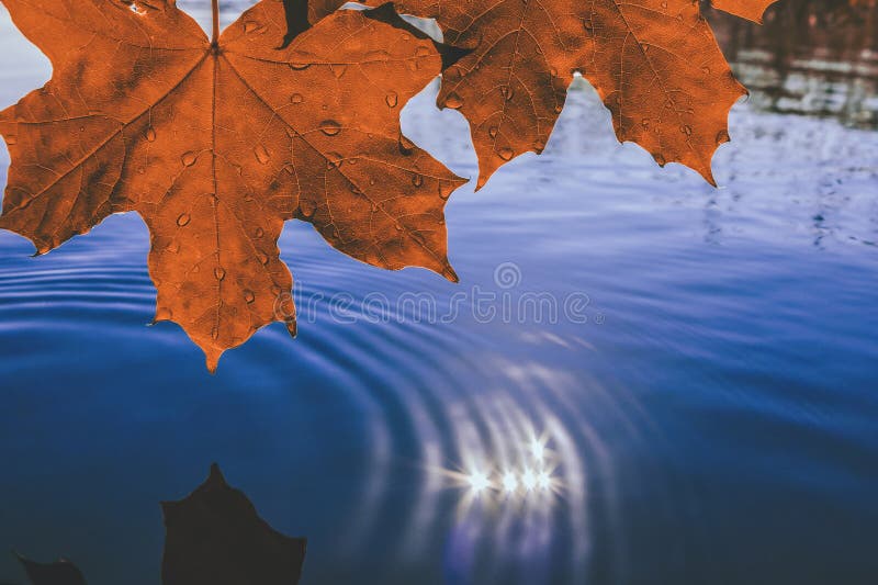 Autumn Orange Maple Leaf Over the Water on the Lake Stock Image - Image ...