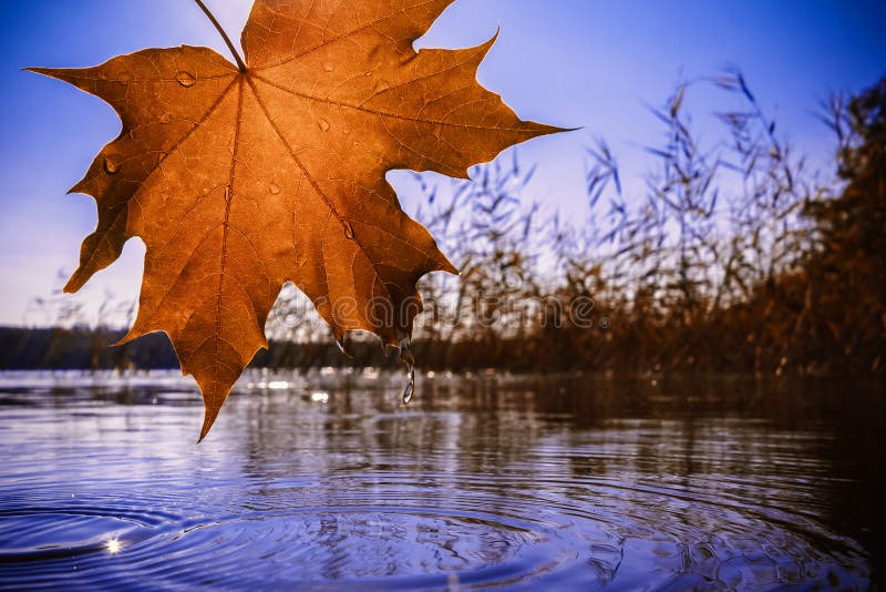 Autumn Orange Maple Leaf Over the Water on the Lake Stock Photo - Image ...