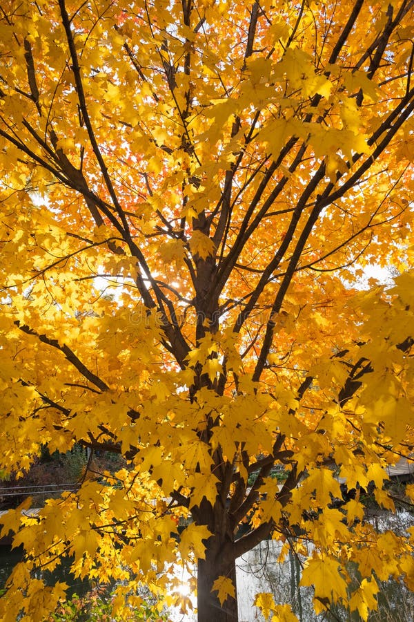 Autumn orange maple tree stock image. Image of nature - 97772855