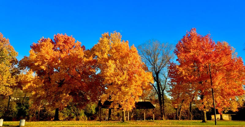 Autumn orange maples stock photo. Image of autumn, west - 166059448