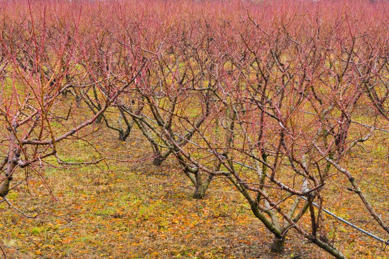 Autumn Orchard West Macedonia, Greece Stock Photo - Image of fall ...