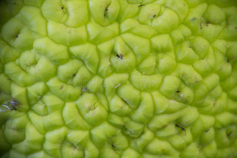 Monkey Brains Fruit Stock Photos - Free & Royalty-Free Stock Photos ...