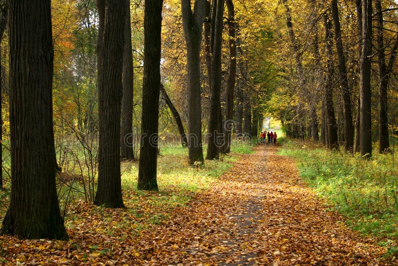 Autumn in our park. stock photo. Image of park, wooden - 2212934