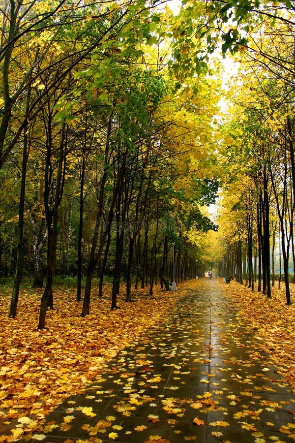 Autumn in our park. stock photo. Image of landscape, season - 2213298