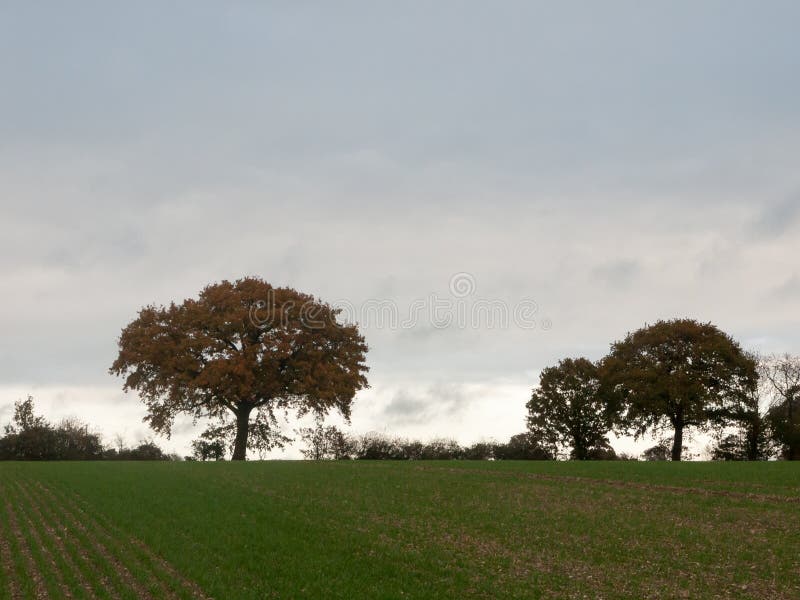 Autumn Overcast Moody Background Farm Landscape Tree Leaves Grass Sky ... Autumn Overcast Moody Background Farm Landscape Tree Leaves Grass Sky ...