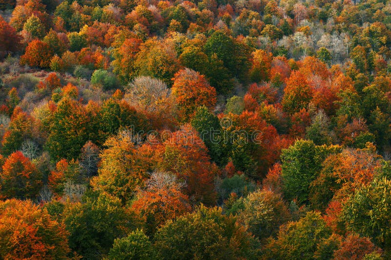 Autumn palette stock image. Image of horizontal, foliage - 27662645