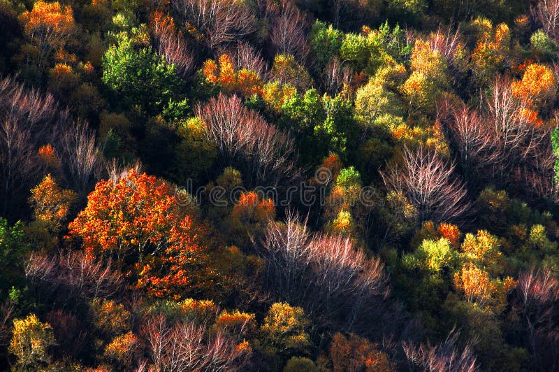 Autumn palette stock photo. Image of colorful, sunbeam - 29429262