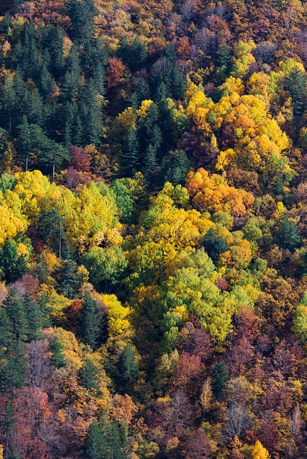 Autumn palette stock image. Image of light, branch, color - 90721707