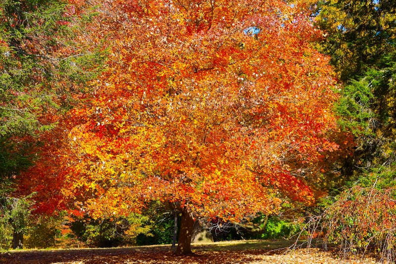 Autumn palette stock photo. Image of arboretum, thicket - 39286792