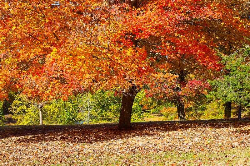 Autumn palette stock photo. Image of park, outdoor, capital - 39286804