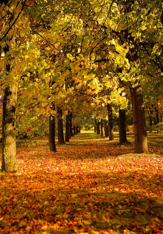 Autumn park stock image. Image of rural, season, shadow - 13232957