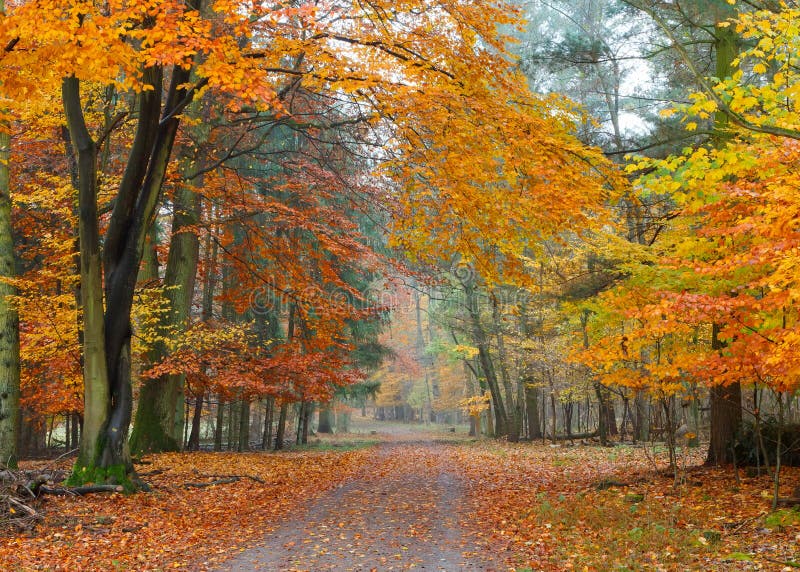 Autumn park stock image. Image of mist, autumnal, green - 15326625