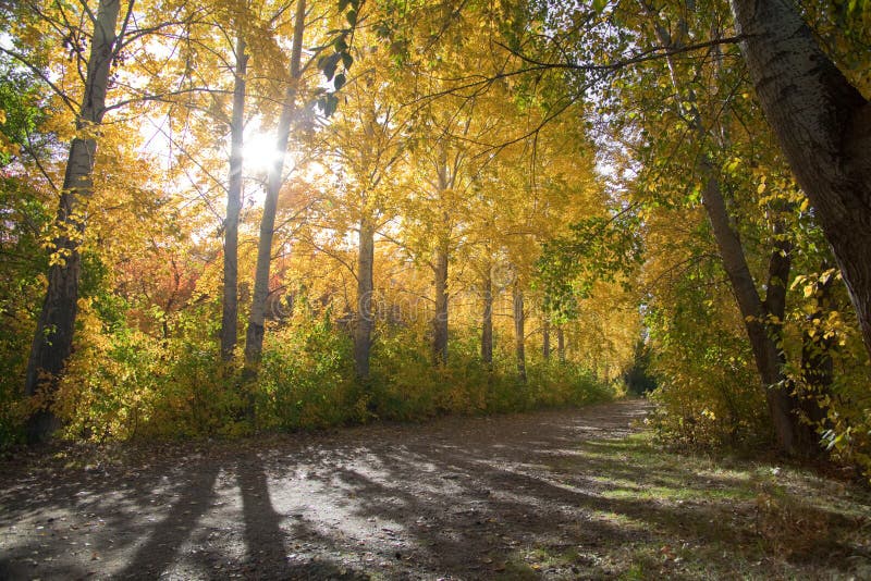 Autumn Park Picture. Image: 16118758