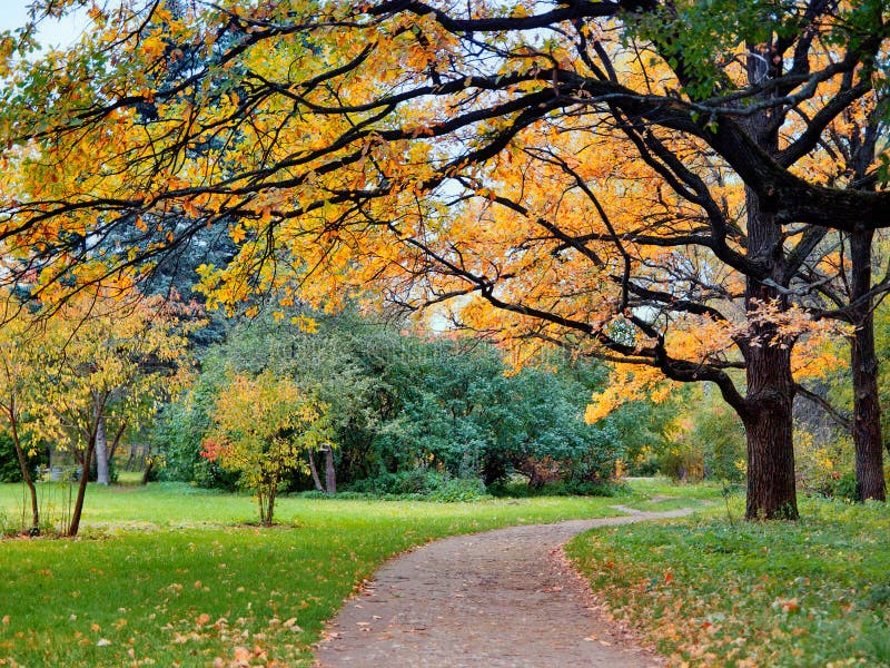 Beautiful Vibrant Autumn Fall Forest Scene Stock Photo - Image of brown ...