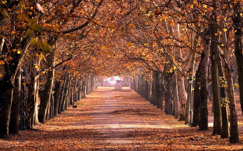 Autumn in the park stock image. Image of city, beauty - 2520161