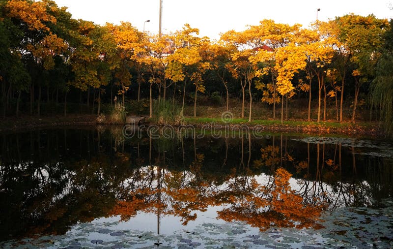 Street in Autumn in Shanghai Editorial Stock Photo - Image of yellow ...