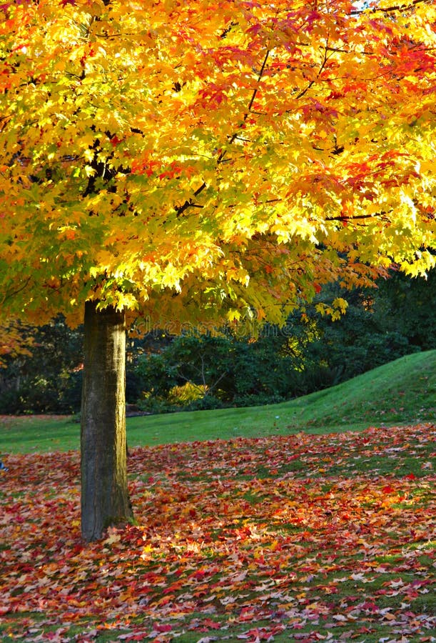 Autumn in the park stock image. Image of park, landscape - 3375395